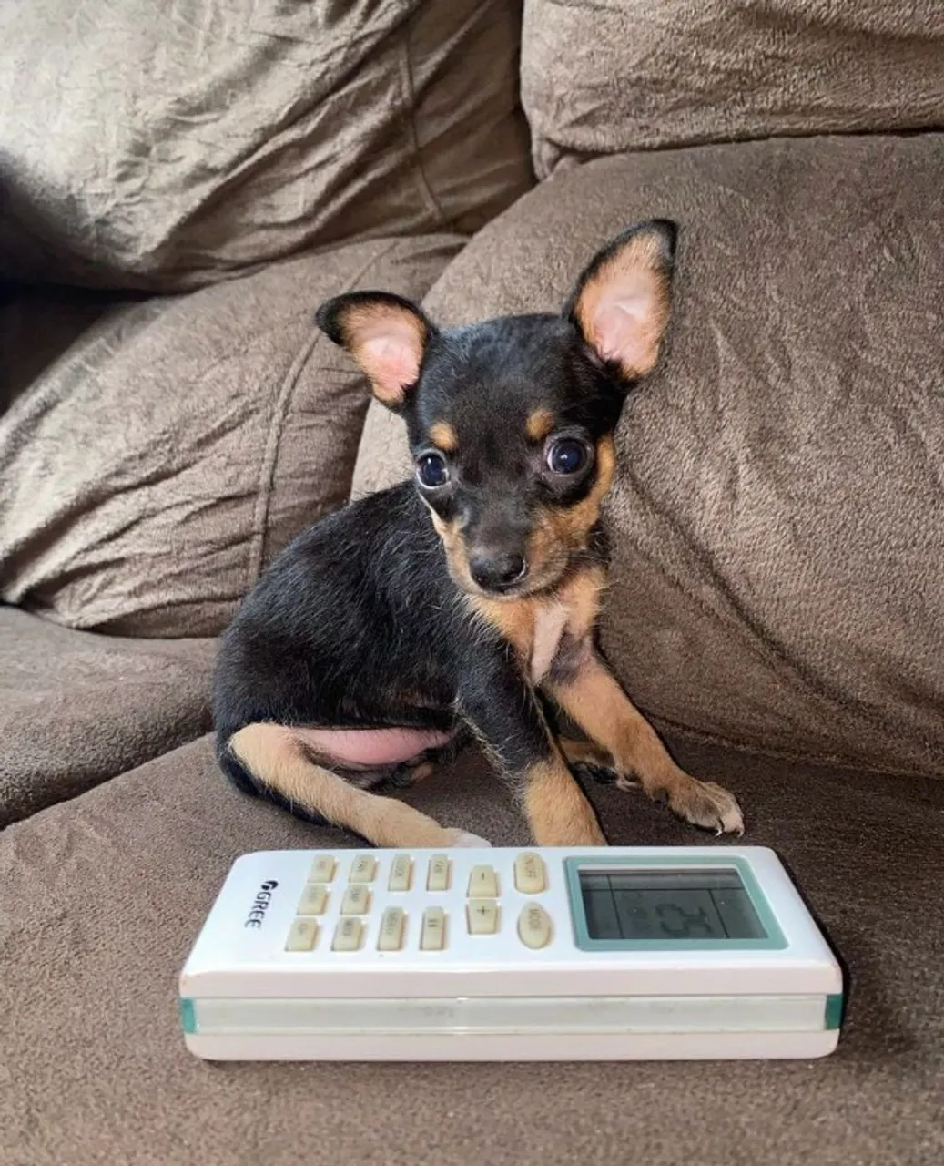 "pinscher 00 miniatura" - Cachorros no Brasil