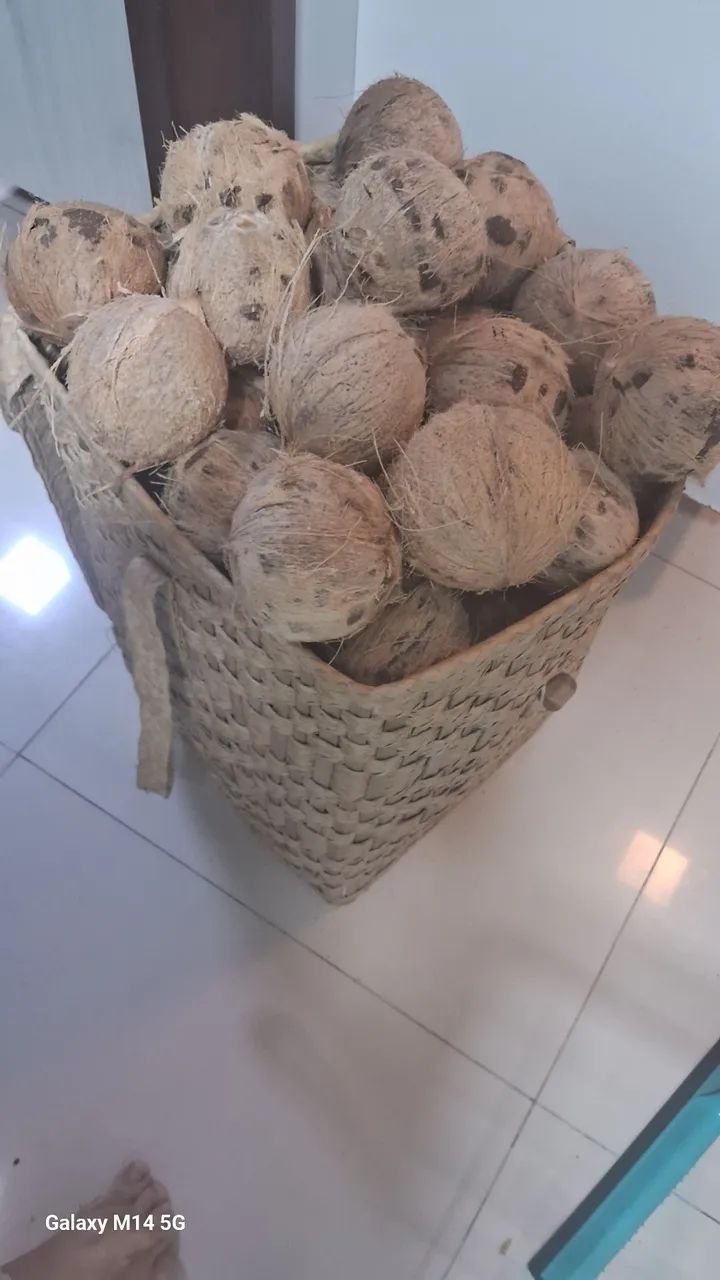 Coco seco - Produção Rural - Aeroclube, João Pessoa 1464224471 | OLX