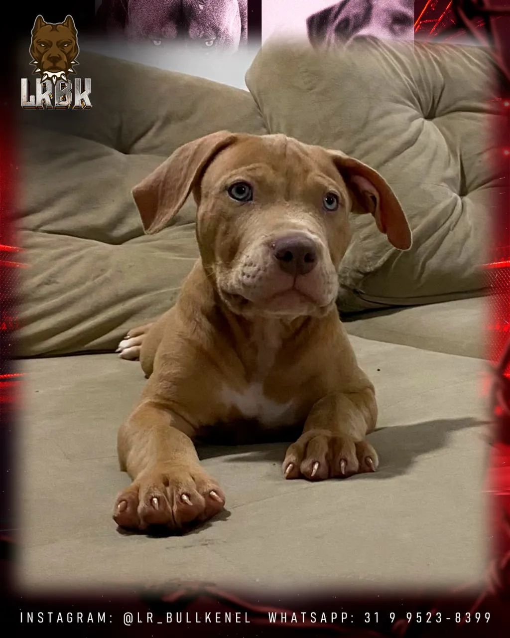 A cobertura mais esperada do ano ? Bombastic x Safira - Cachorros ...