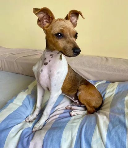 "pinscher fox" no Brasil