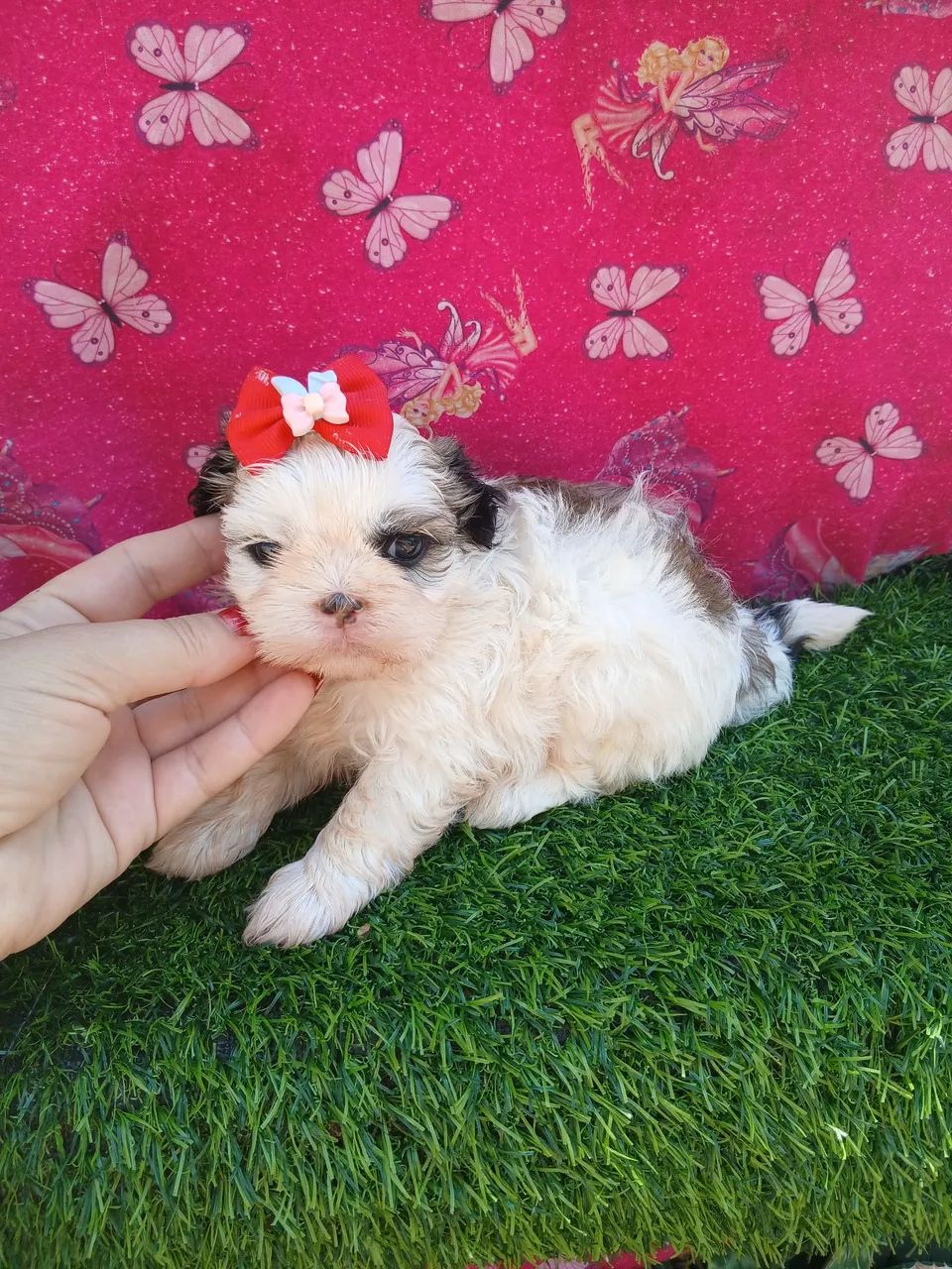 Shitzu fêmea mini tricolor lindíssima - Cachorros - Residencial Maria ...