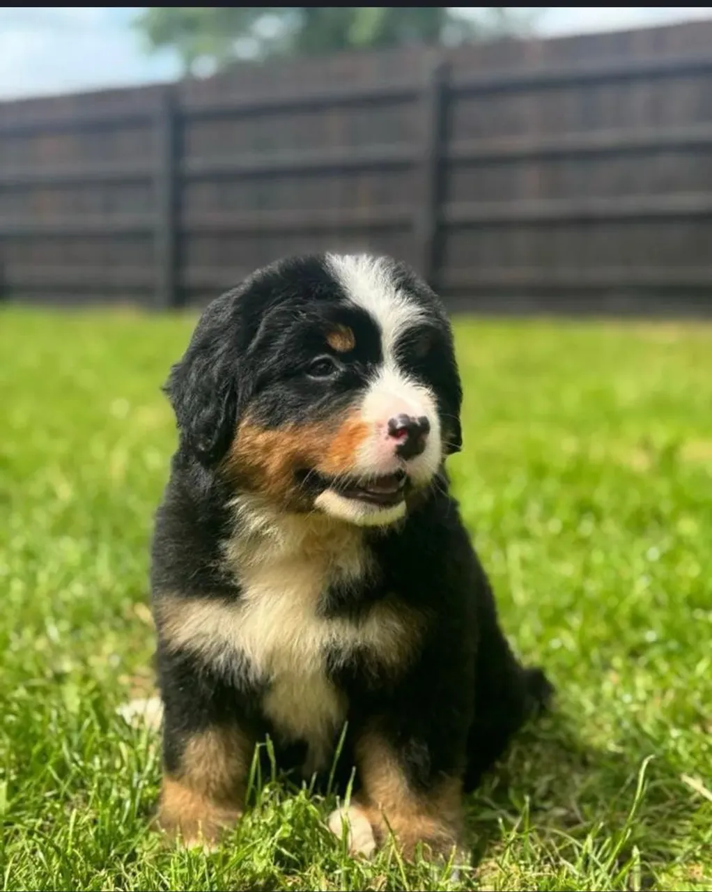 "filhotes de bernese" - Cachorros no Brasil