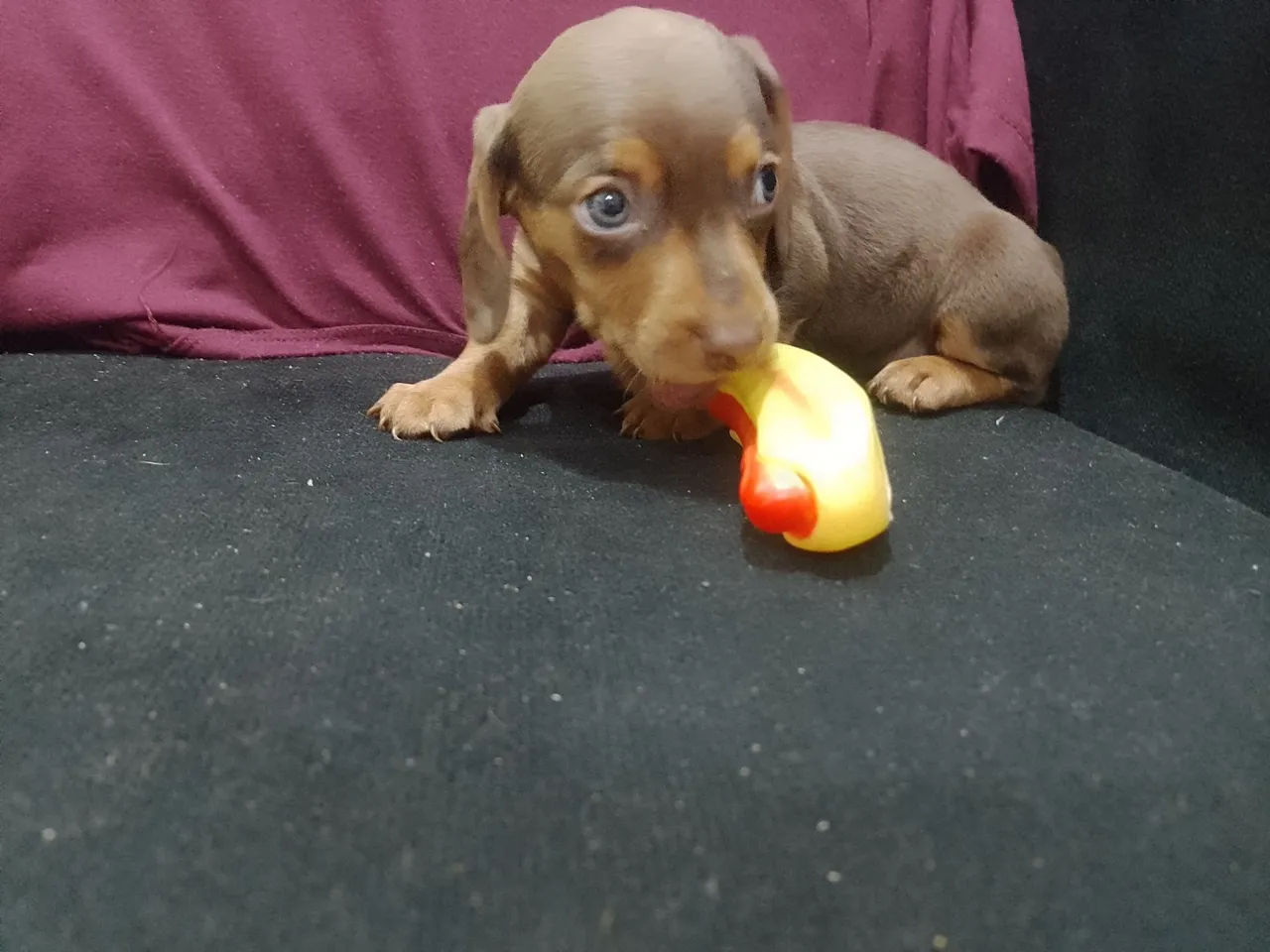 "Dachshund" - Cachorros no Brasil
