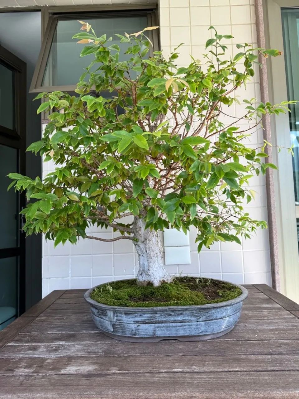 Bonsai jabuticabeira - Jardinagem e Plantas - Méier, Rio de Janeiro ...