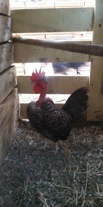 "garnize polaco" no Brasil