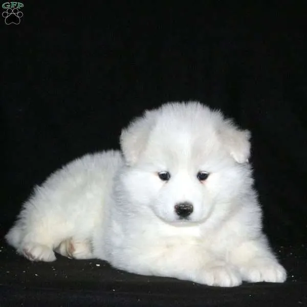 "samoiedas" no Brasil