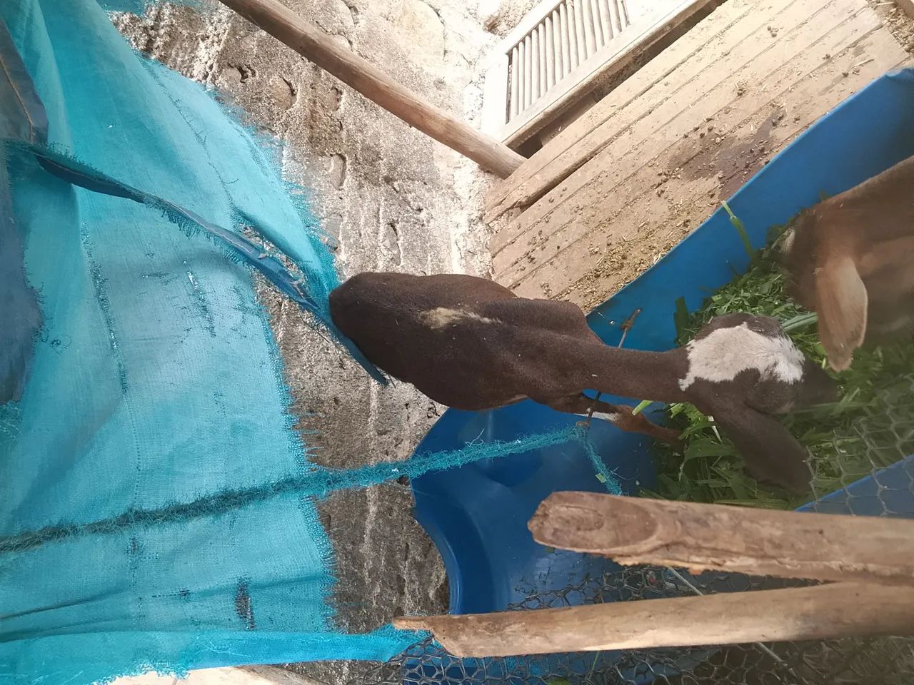 Carneiros - Animais para agropecuária - Umarizeiras, Maranguape ...