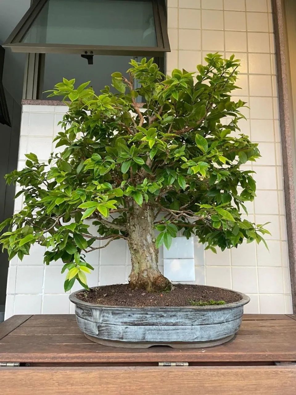 Bonsai jabuticabeira - Jardinagem e Plantas - Méier, Rio de Janeiro ...