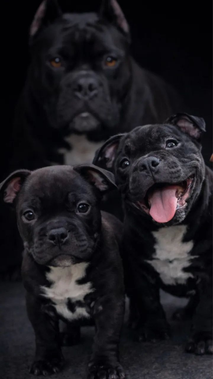 American bully - Cachorros - Campo Lindo, Seropédica 1473173420 | OLX