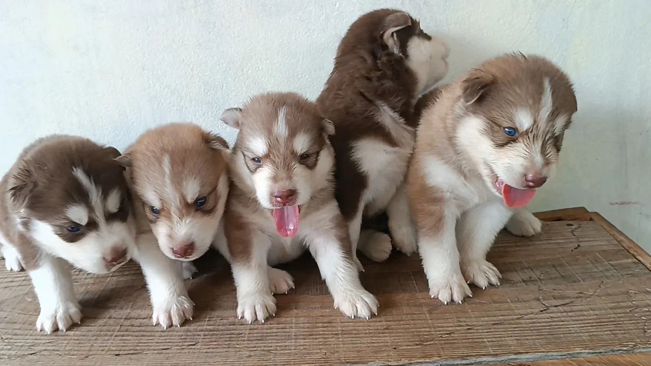 Husky siberiano wooly - Cachorros - Centro, Feira de Santana 1468198448 ...