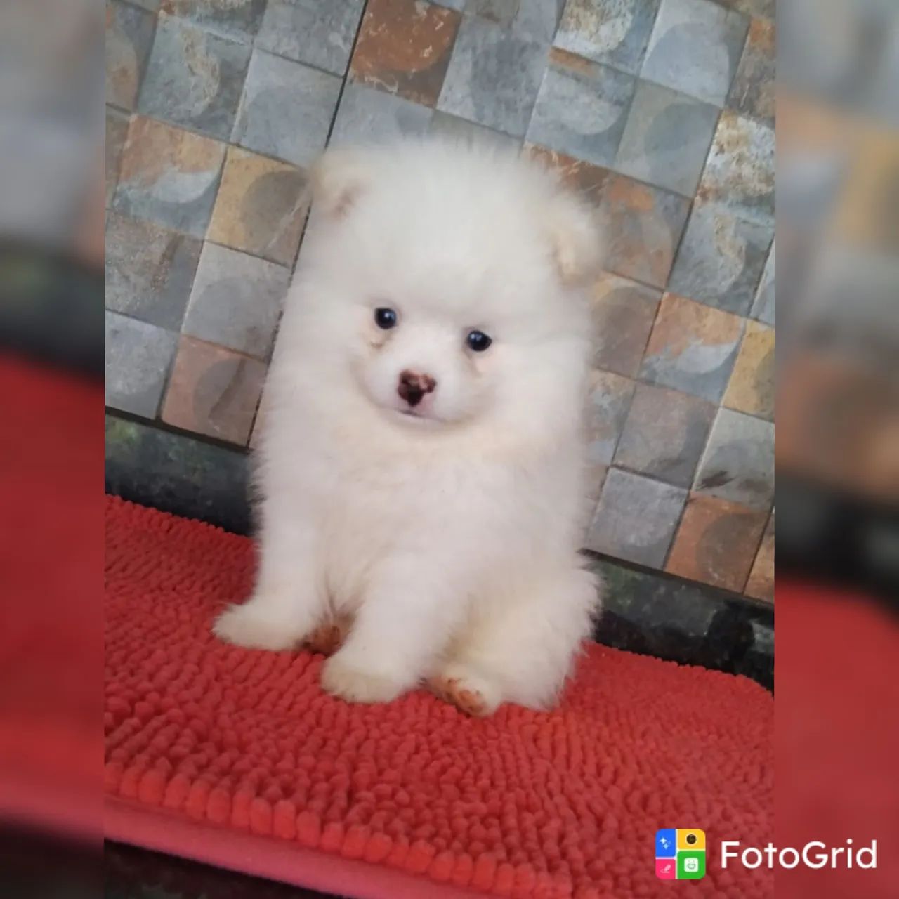 SPITZ ALEMÃO Machos Promoção PEDIGREE CBKC - Cachorros - Setor Jaó ...