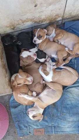 "filhotes de red nose" no Brasil