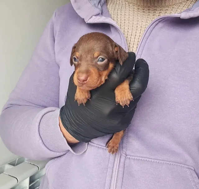 "pinscher 0" - Cachorros no Brasil