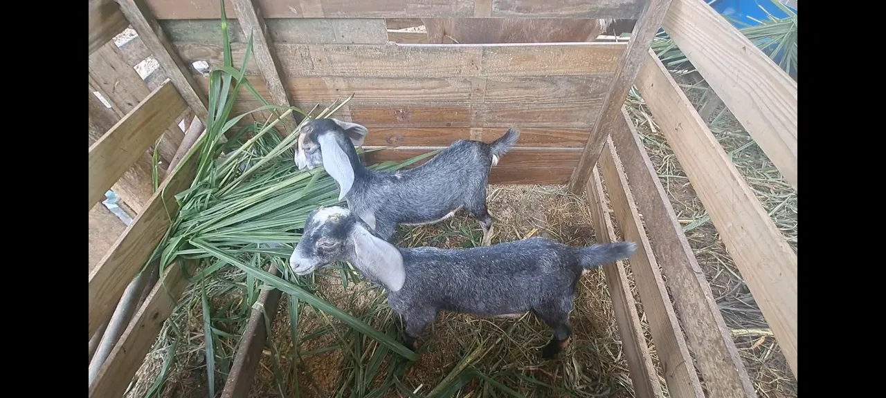 "bode filhote" no Brasil