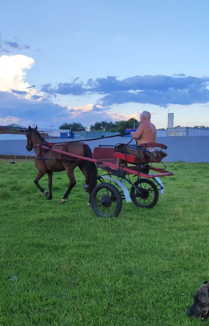 "arreios de charretes" no Brasil