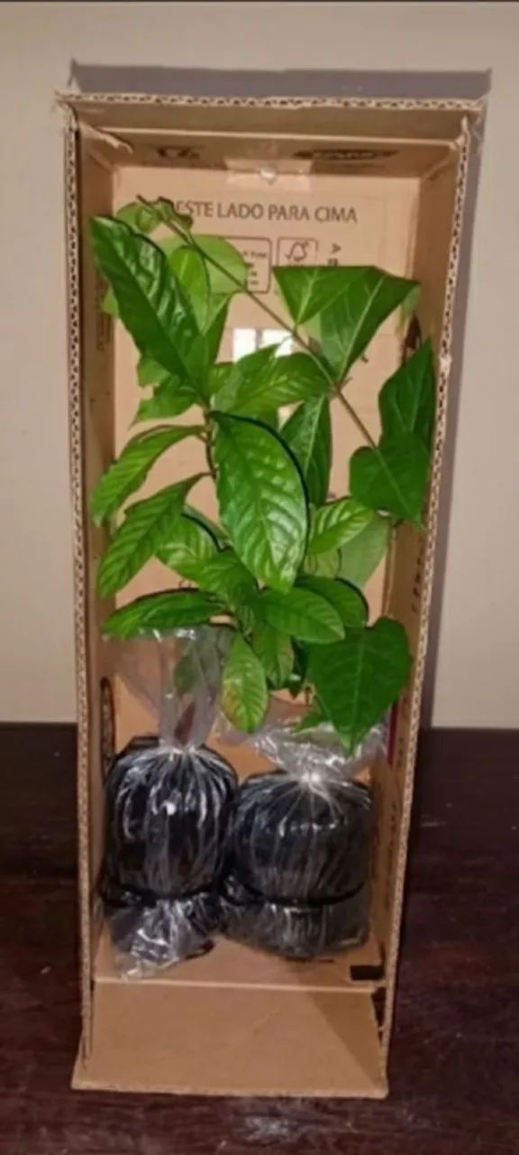 Kit Mudas Mariri e Chacrona (Banisteriopsis Caapi Psychotria Viridis ...