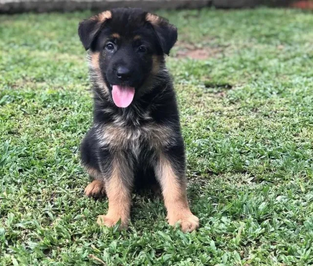 "pastor alemao puro" - Cachorros no Brasil