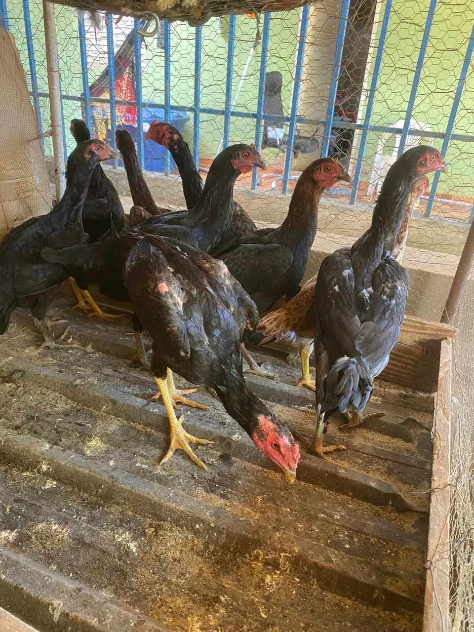 Frangos e frangas índias - Outros animais - Centro, Cidade Ocidental ...