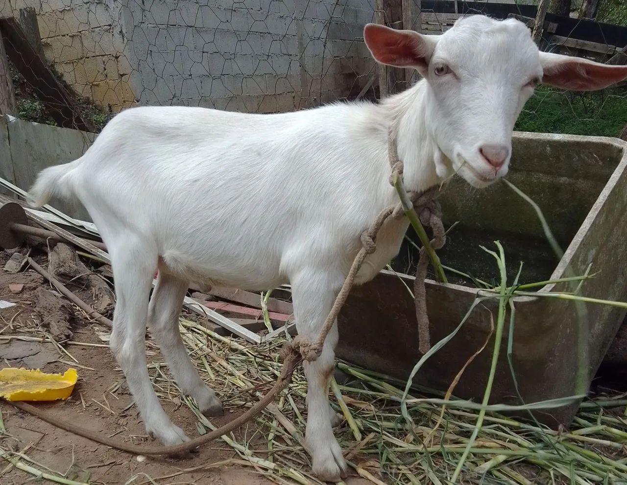 Bode filhote saudável e dócil - Animais para agropecuária - Monte Carlo, Campos do Jordão ...