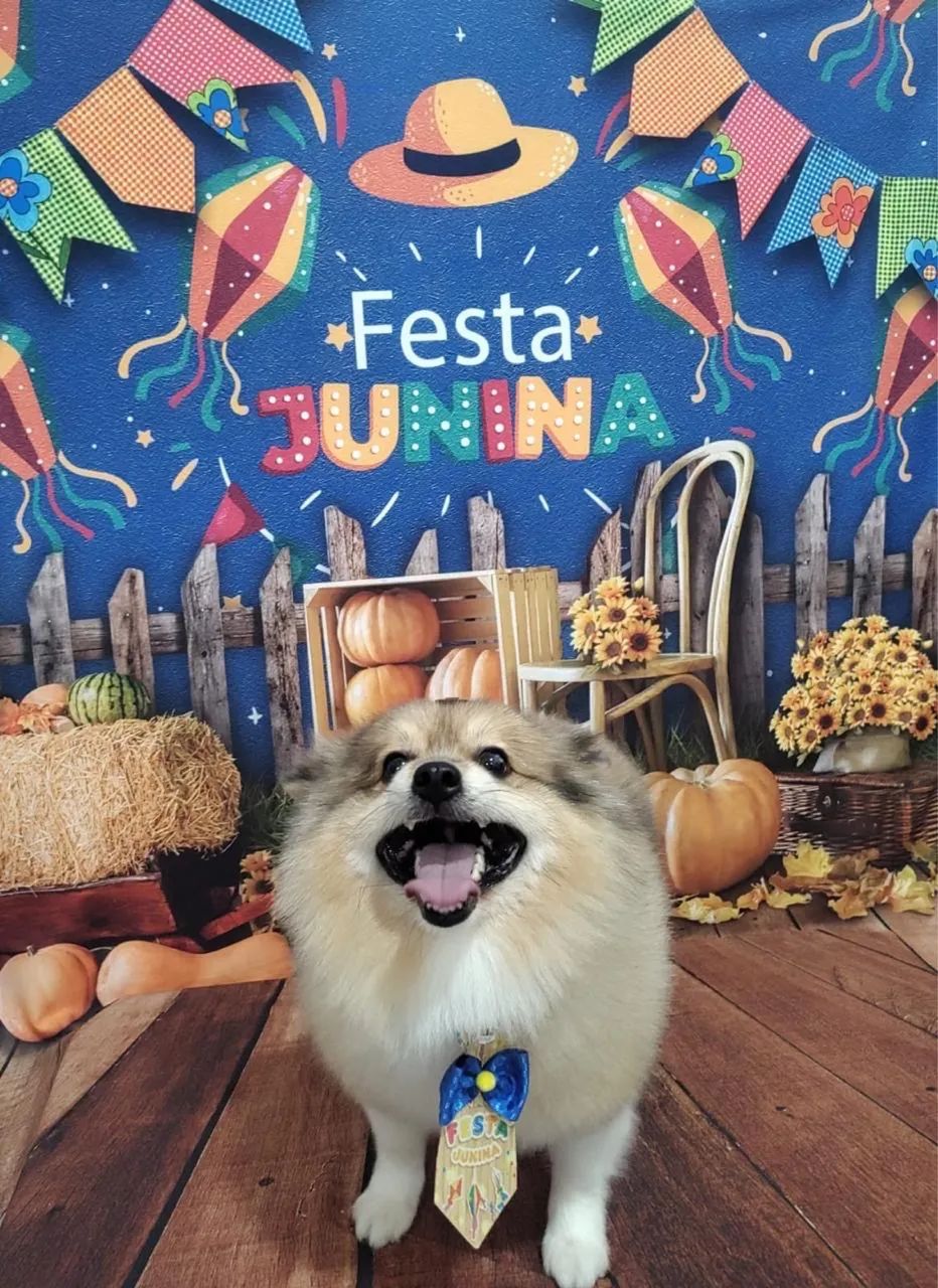 Spitz alemão para cruzar macho médio - Cachorros - Jardim Maria Cândida ...