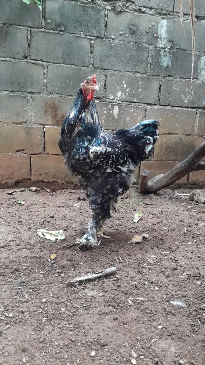 "brahma lemon" no Brasil