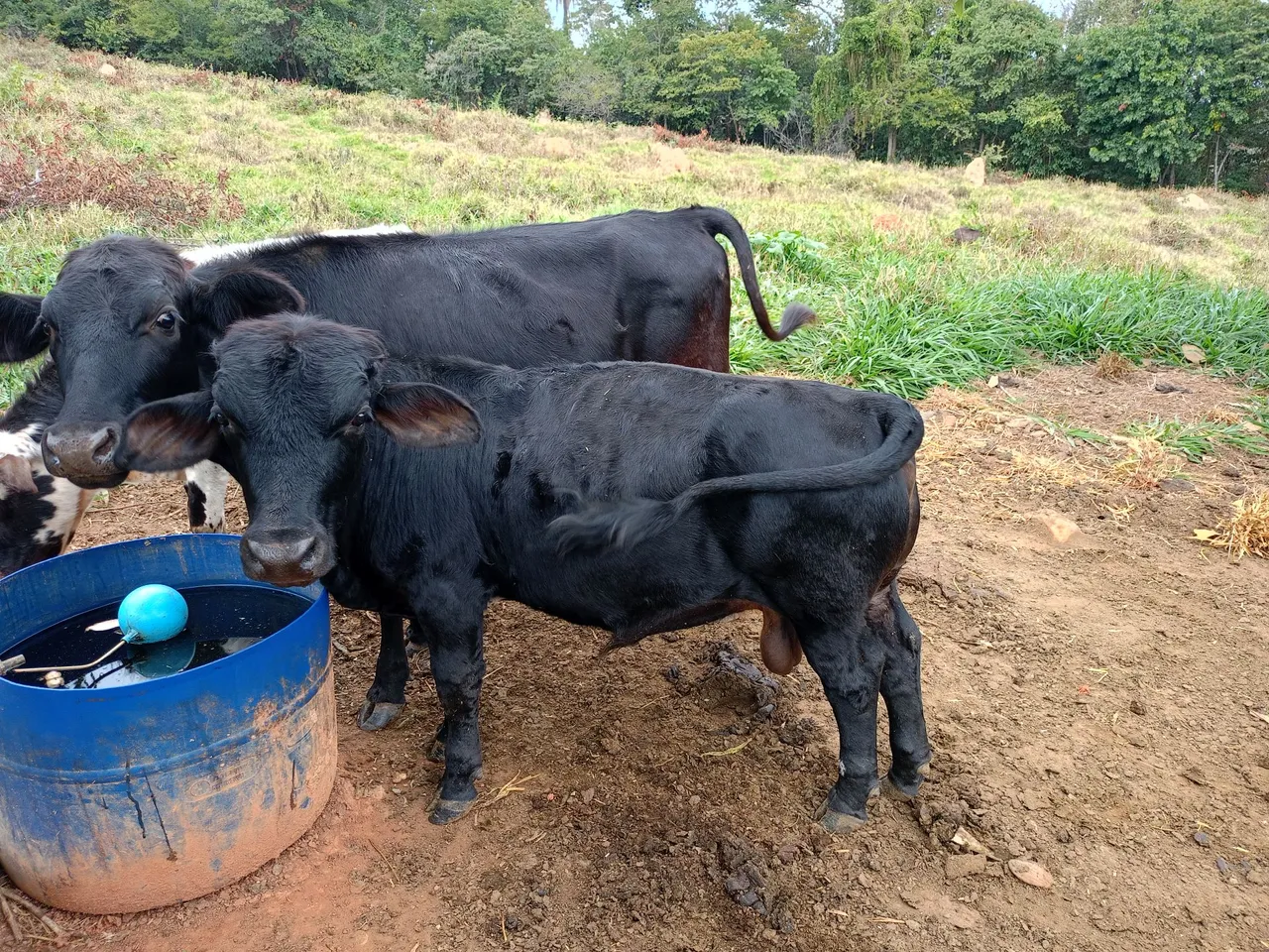 "mini cabras" no Brasil