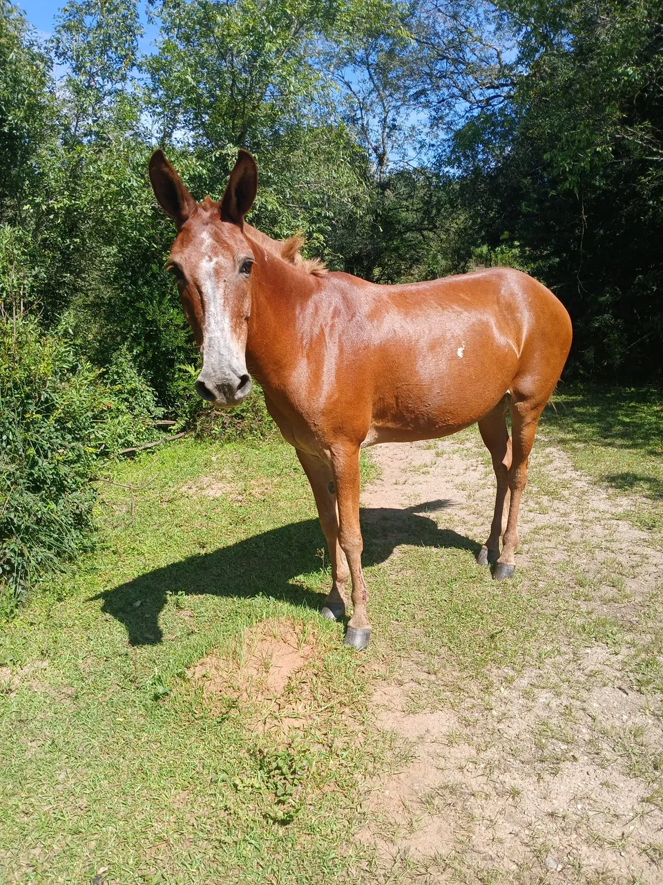 "uma mula" no Brasil