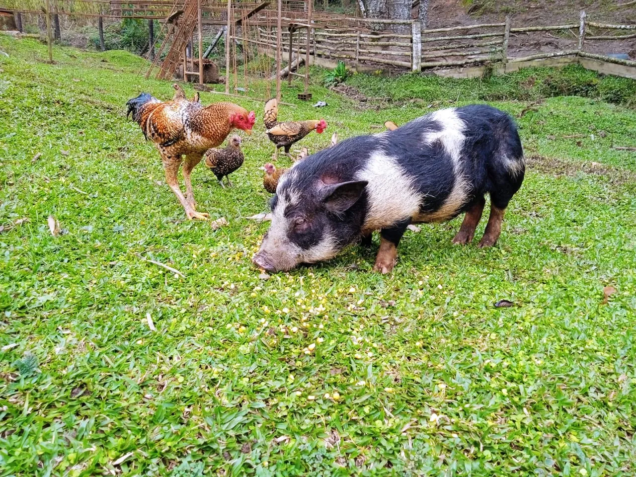 "mini pig" no Brasil