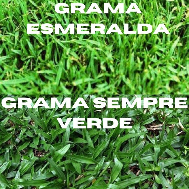 Grama sempre verde | +132 anúncios na OLX Brasil