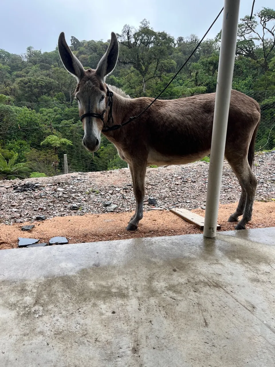 "jumentos" no Brasil