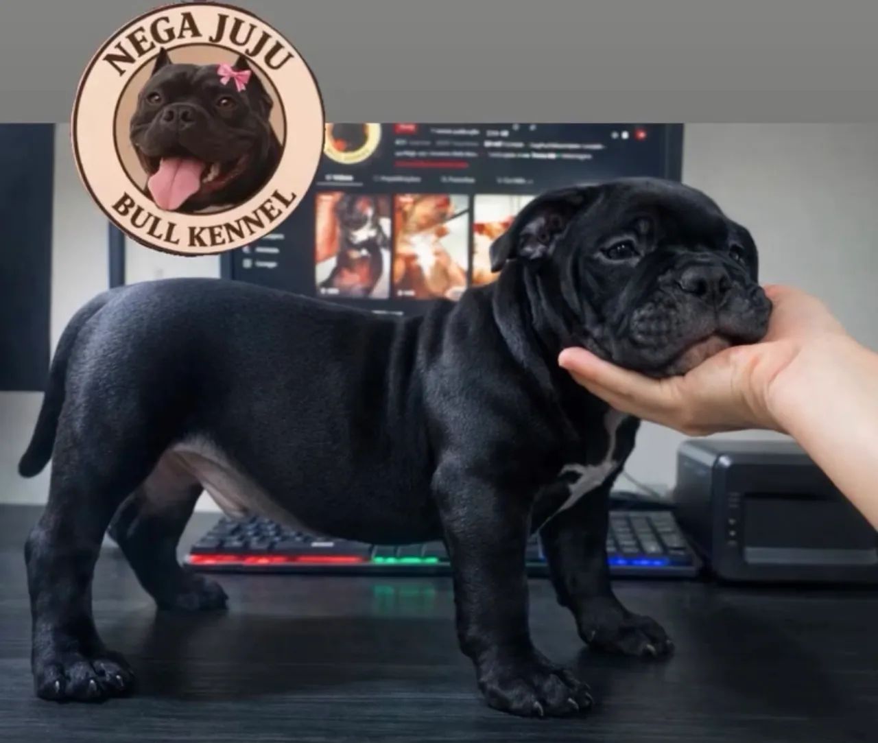 ? Filhote de American Bully Micro Black - Qualidade e Procedência ...