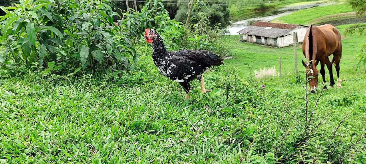 Frangos gsb - Animais para agropecuária - Campina Grande do Sul ...