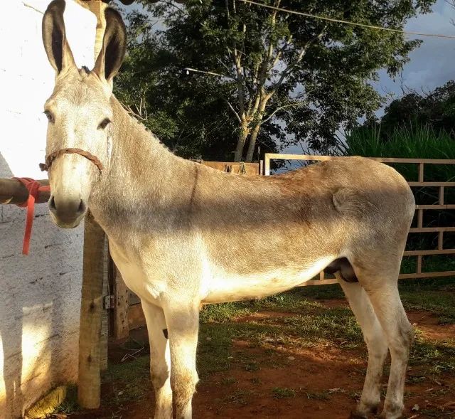"cobertura jumento" no Brasil