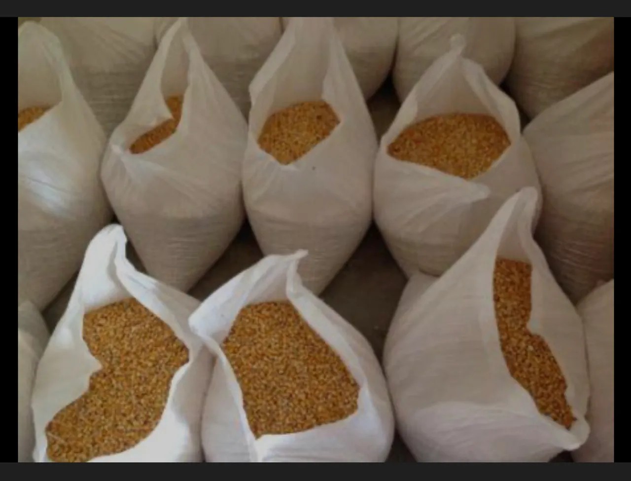 "saco de milho" no Brasil