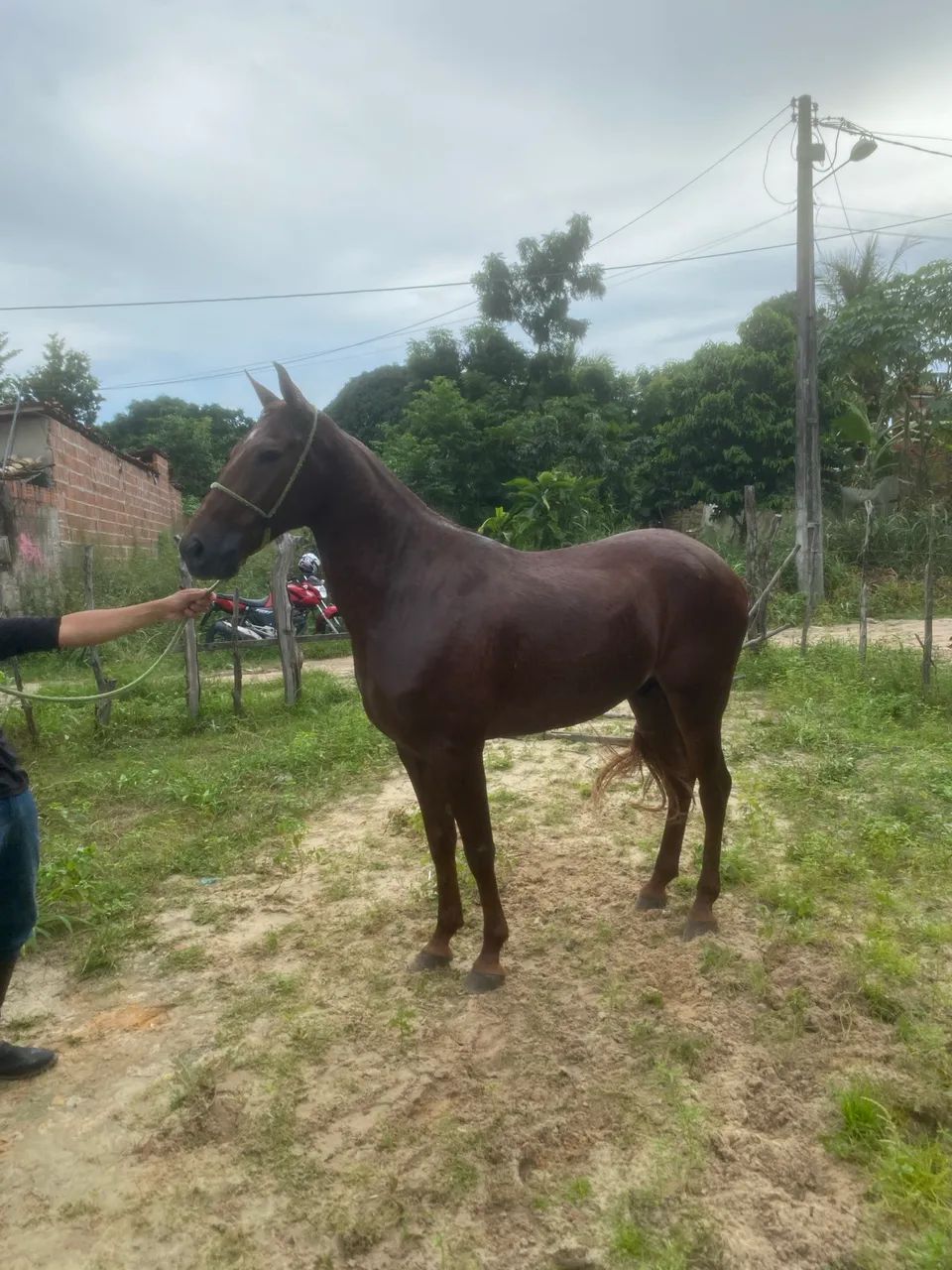 Cavalo Mangalarga - Animais para agropecuária - Pindoretama 1505164198 ...