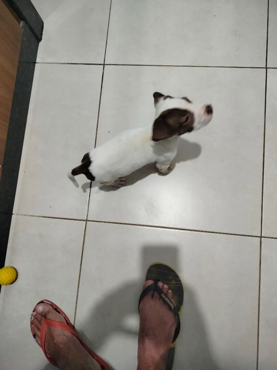Jack Russel terrier 55 dias olhos verdes rsrs - Cachorros - Jardins ...