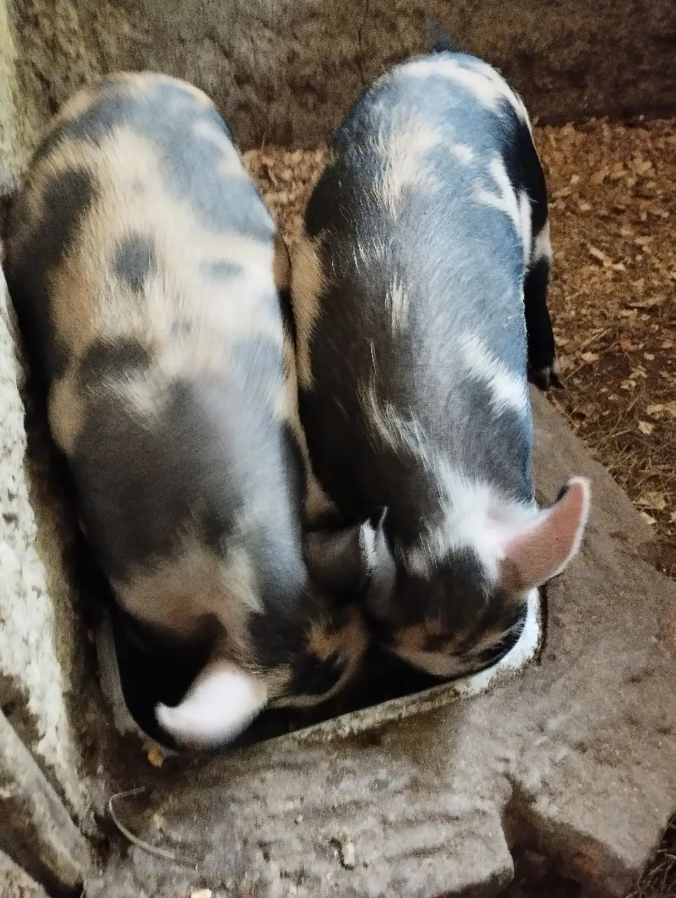 "mini pig" no Brasil