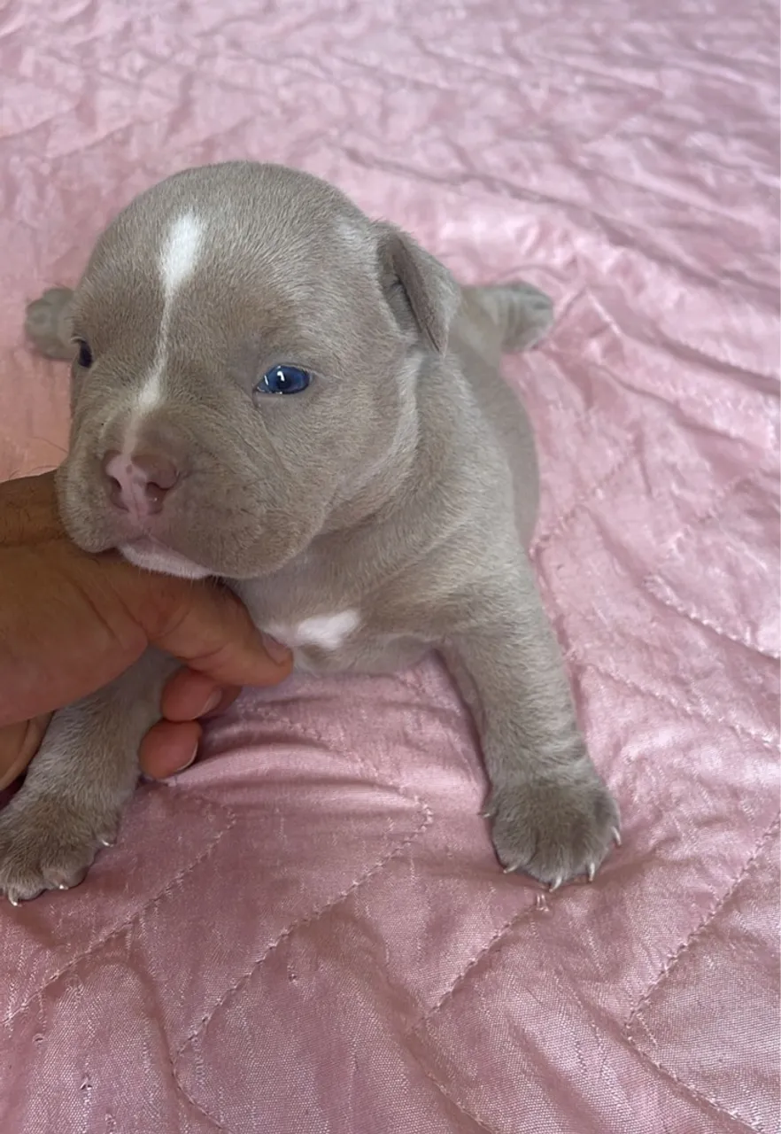 "filhotes de american bully" - Cachorros no Brasil
