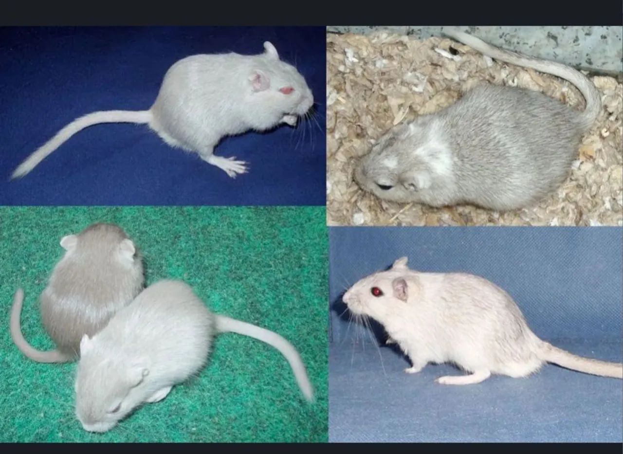 Casal gerbil - Roedores - Cordeiro, Recife 1469522318 | OLX