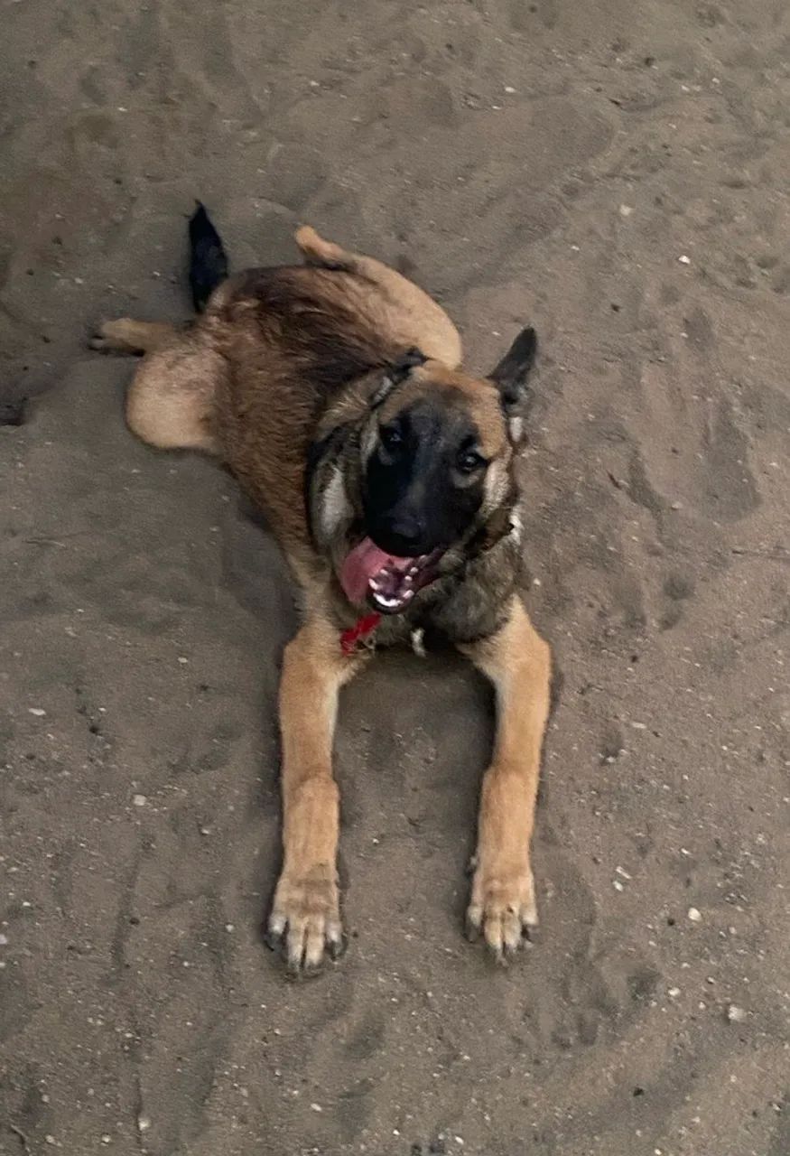 Filhotes Cão Pastor Malinois - Cachorros - Graça, Salvador 1469638190 | OLX