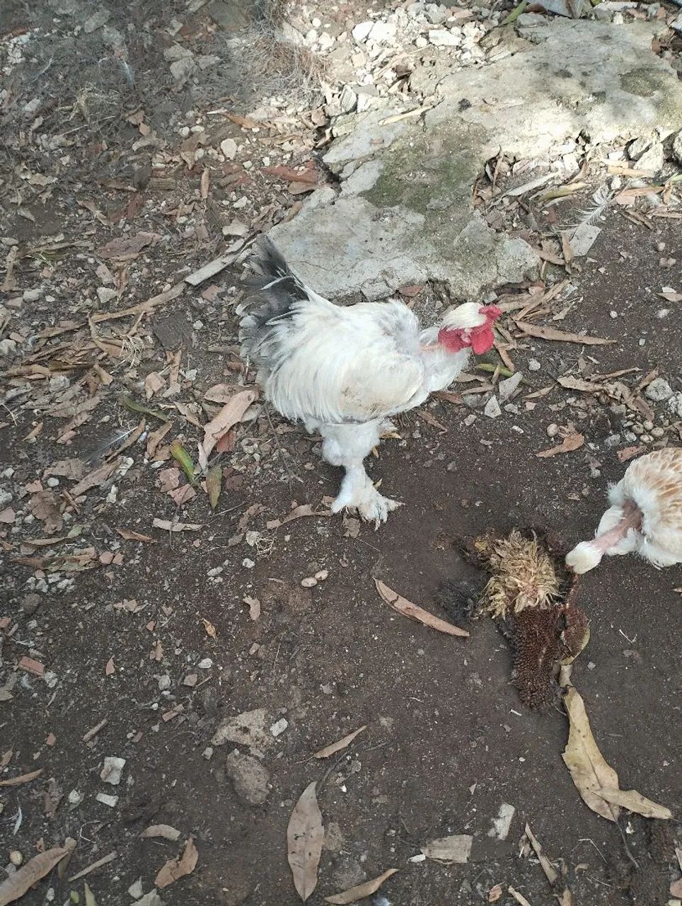 Frangos Novos - Animais para agropecuária - Guaratiba, Rio de Janeiro ...