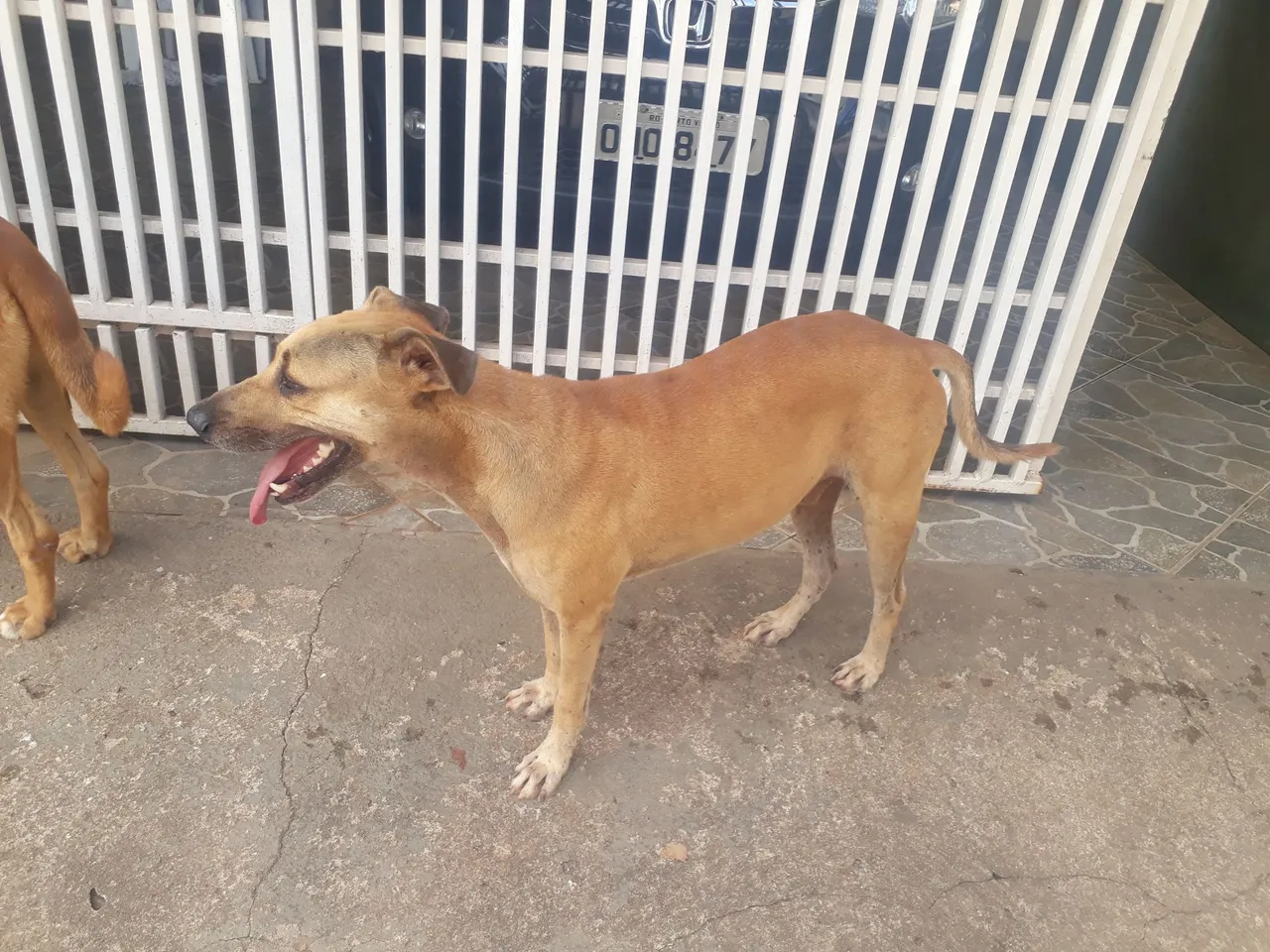 "cachorro caramelo" - Cachorros no Brasil