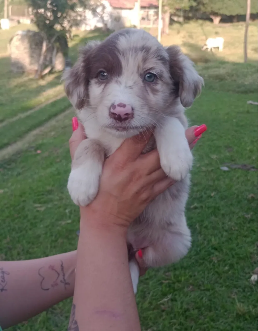 "filhotes border collie blue merle" - Cachorros no Brasil