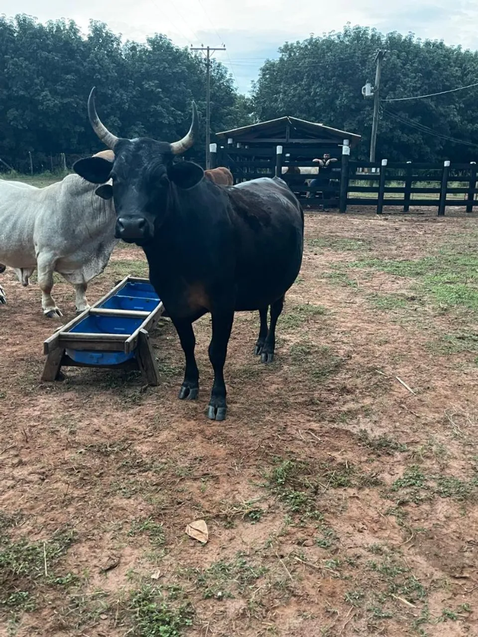 "mini vaca" - Animais para agropecuária no Brasil