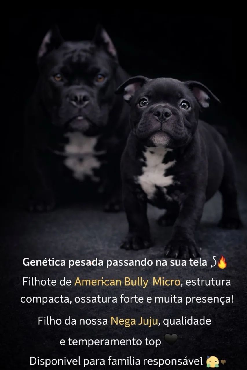American bully - Cachorros - Campo Lindo, Seropédica 1473173420 | OLX