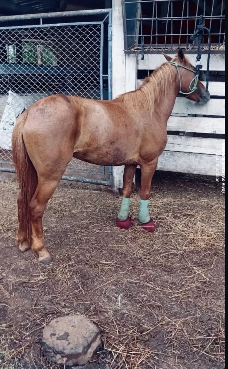 Vendo petiça boa de rédea - Animais para agropecuária - Ourizona ...