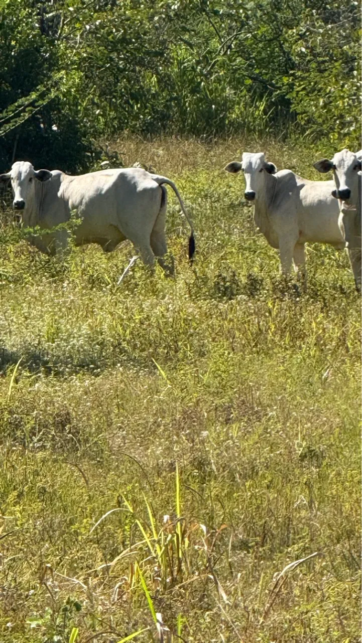 "vaca nelore" - Animais para agropecuária no Brasil