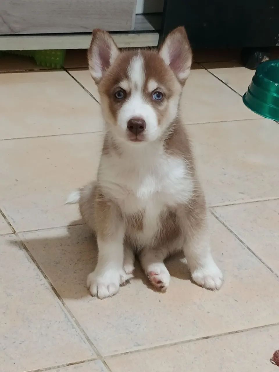 Filhote de Husky Siberiano disponível - raça pura - Cachorros - Barra ...