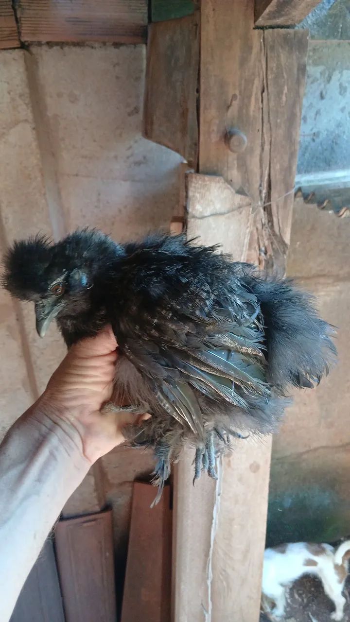 Vendo franguinho de sedosa do Japão várias cores - Outros animais ...