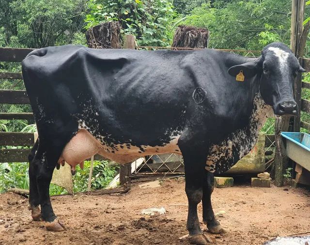 "gado leiteiro" no Brasil